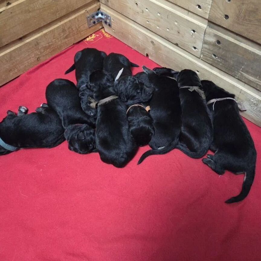 Восточноевропейская овчарка, щенок