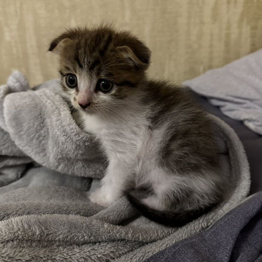 Котенок вислоухий 1 мес