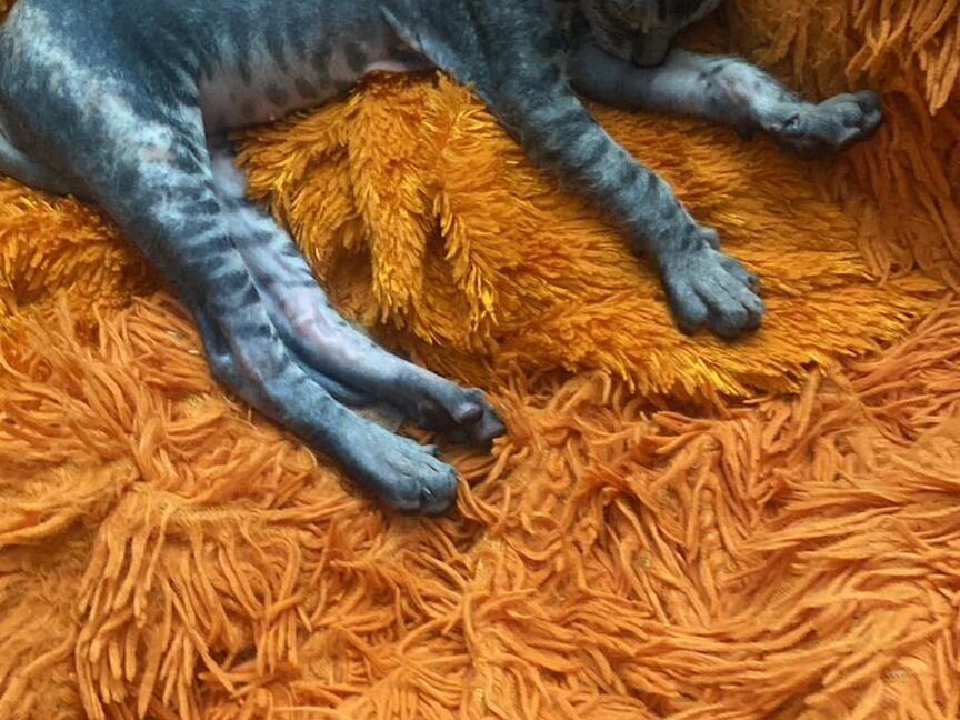 Котятки сфинкс