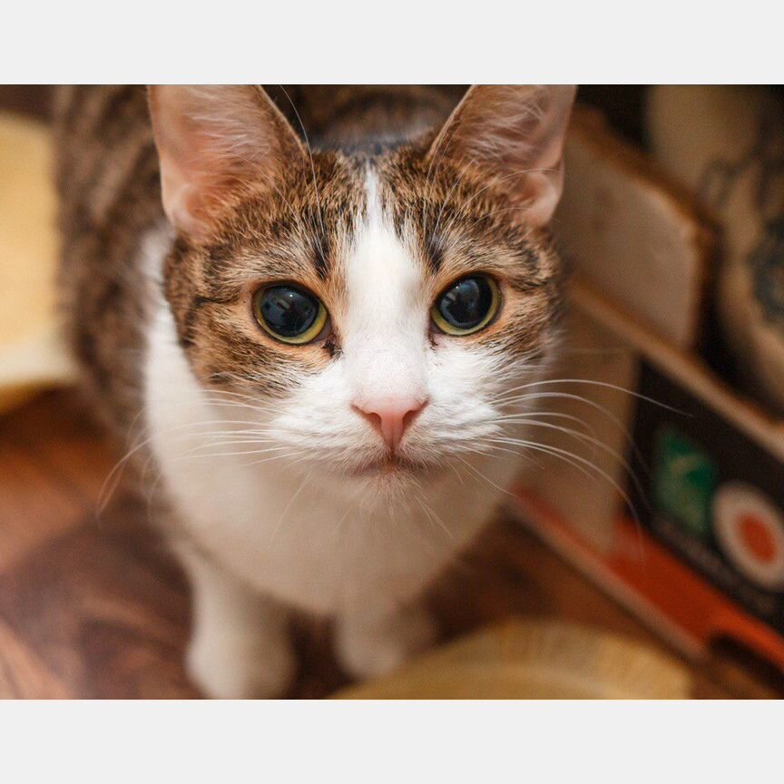 Маруся в поиске дома