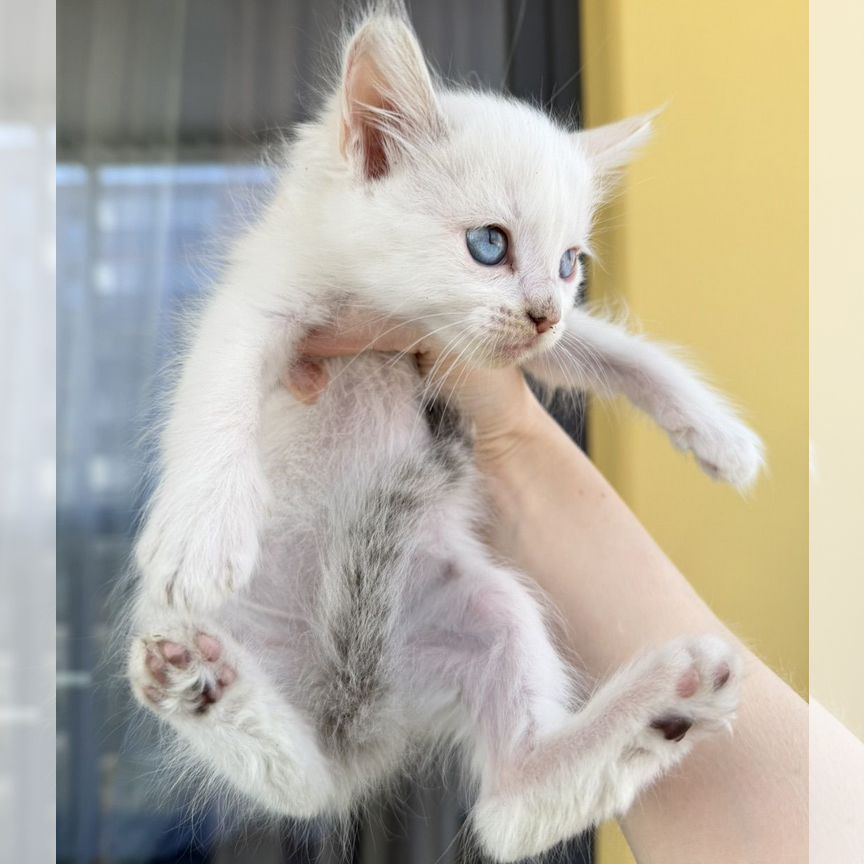 Мейн-кун котёнок