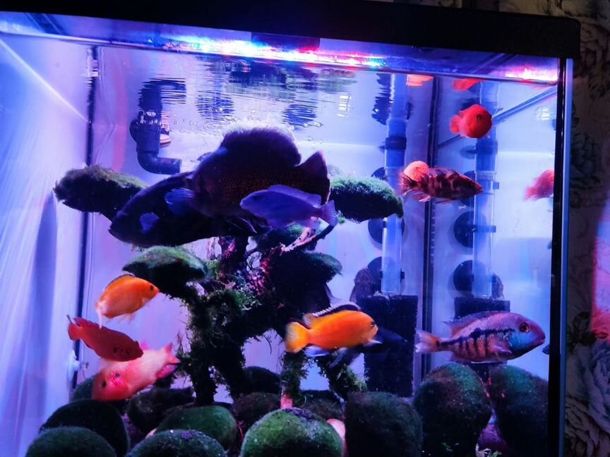 Астронотусы