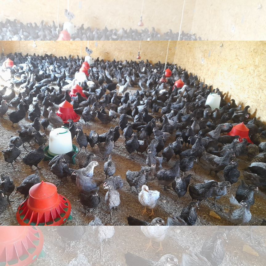 Подрощенные курочки