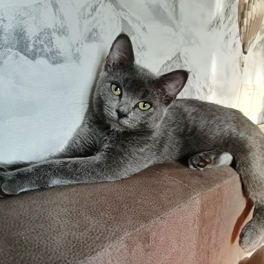 Русский голубой котёнок