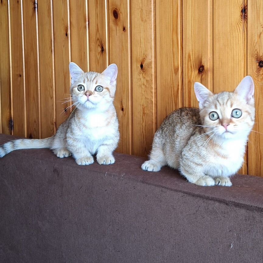Котята манчкин
