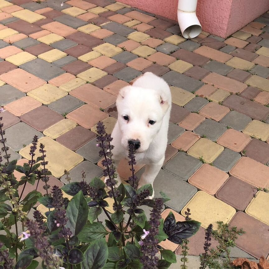 Щенок алабая