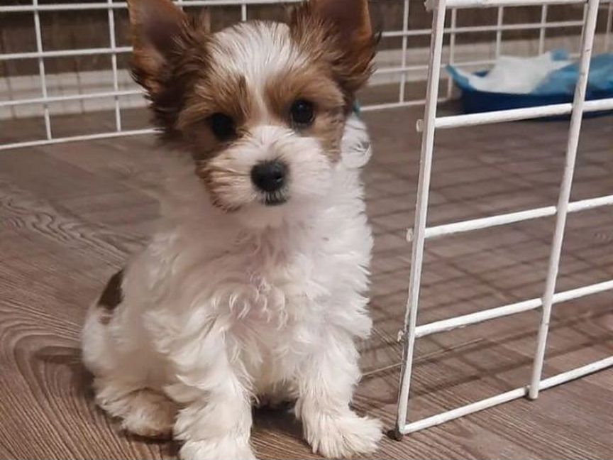 Щенок бивера