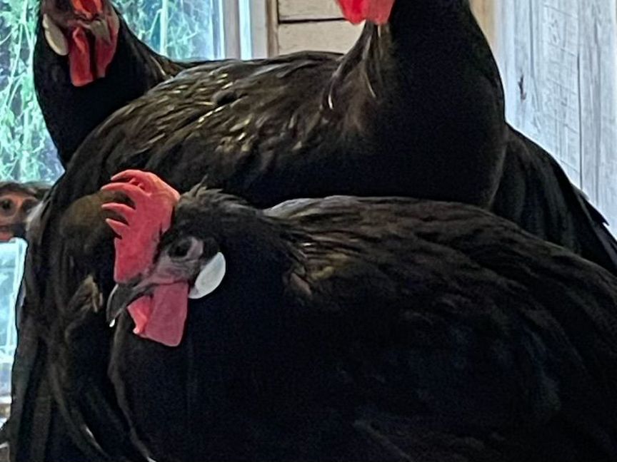 Минорки петухи