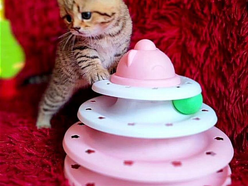 Шотландский котёнок