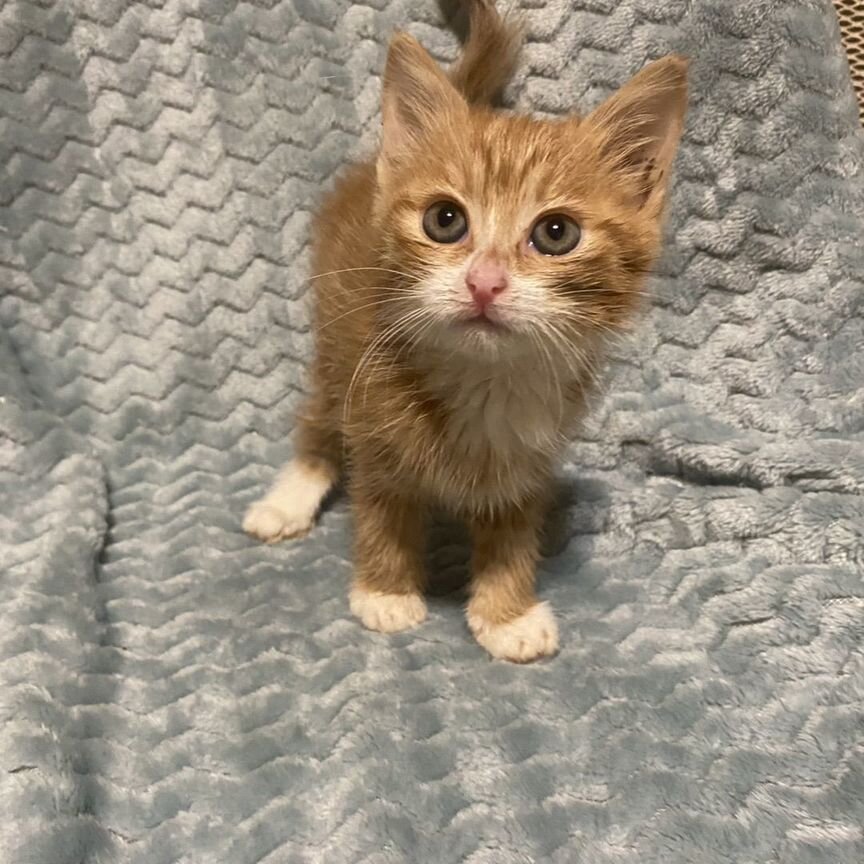 Котенок девочка Маруся