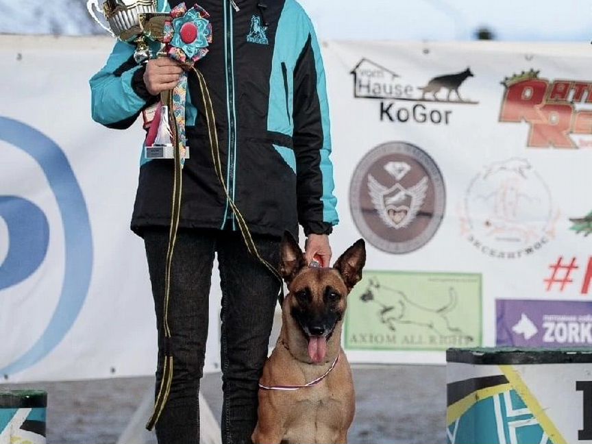 Бельгийская овчарка малинуа