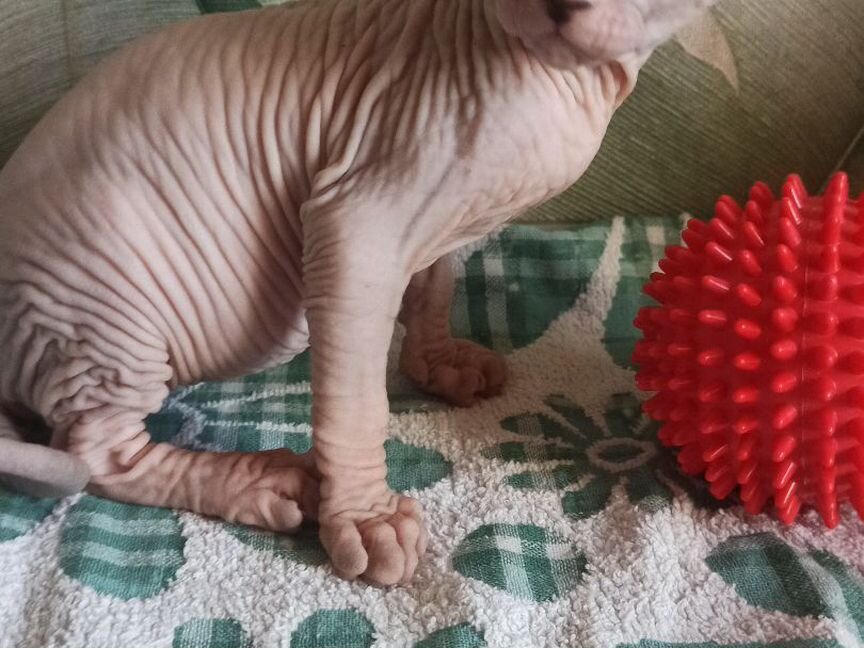 Канадский сфинкс эльф котенок