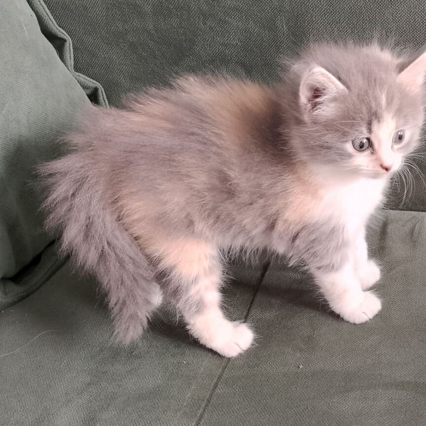 Кошки