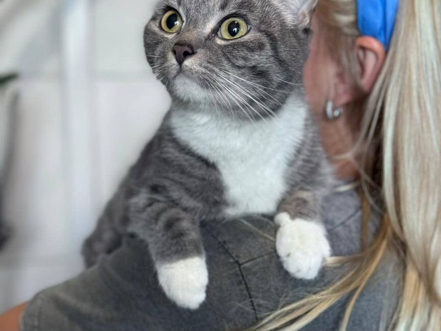 Кошечка в семью