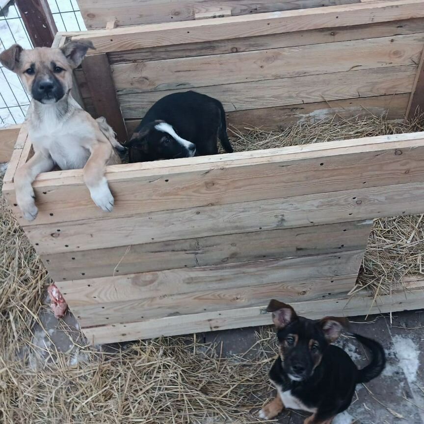 Щенок в добрые руки