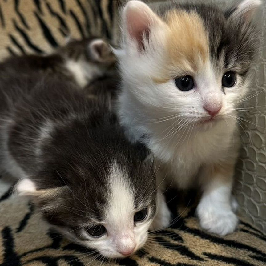 Котята в добрые руки