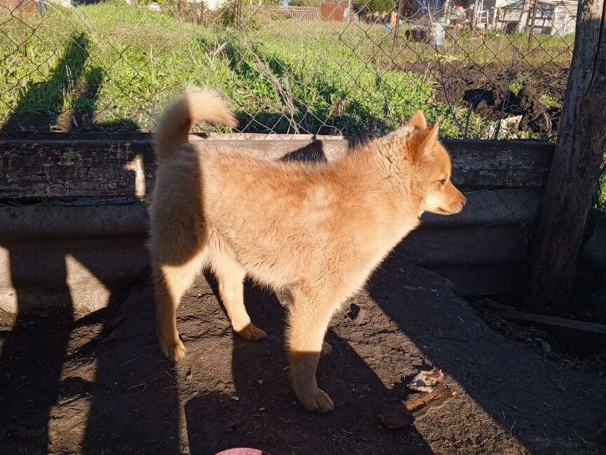 Щенок карело финская