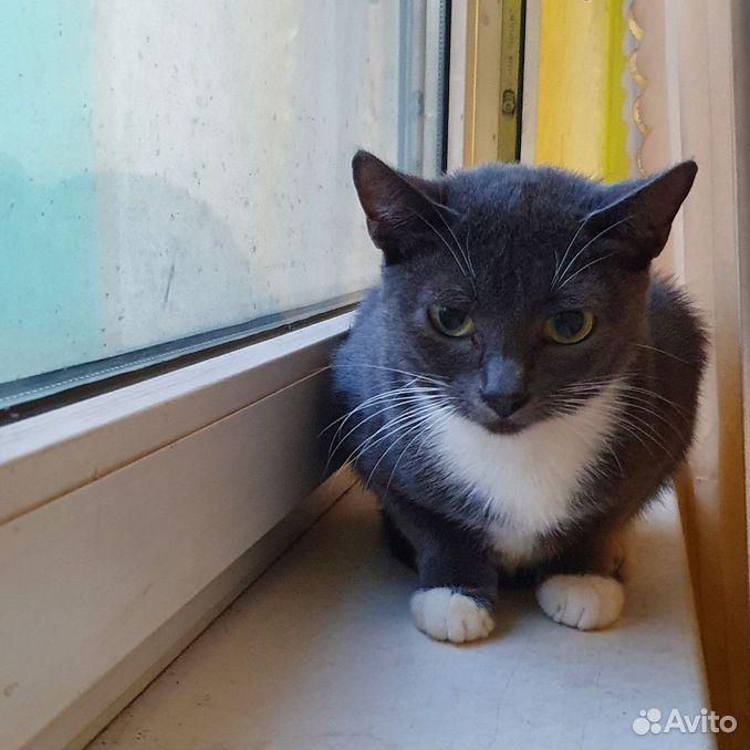 Кошка на окошке