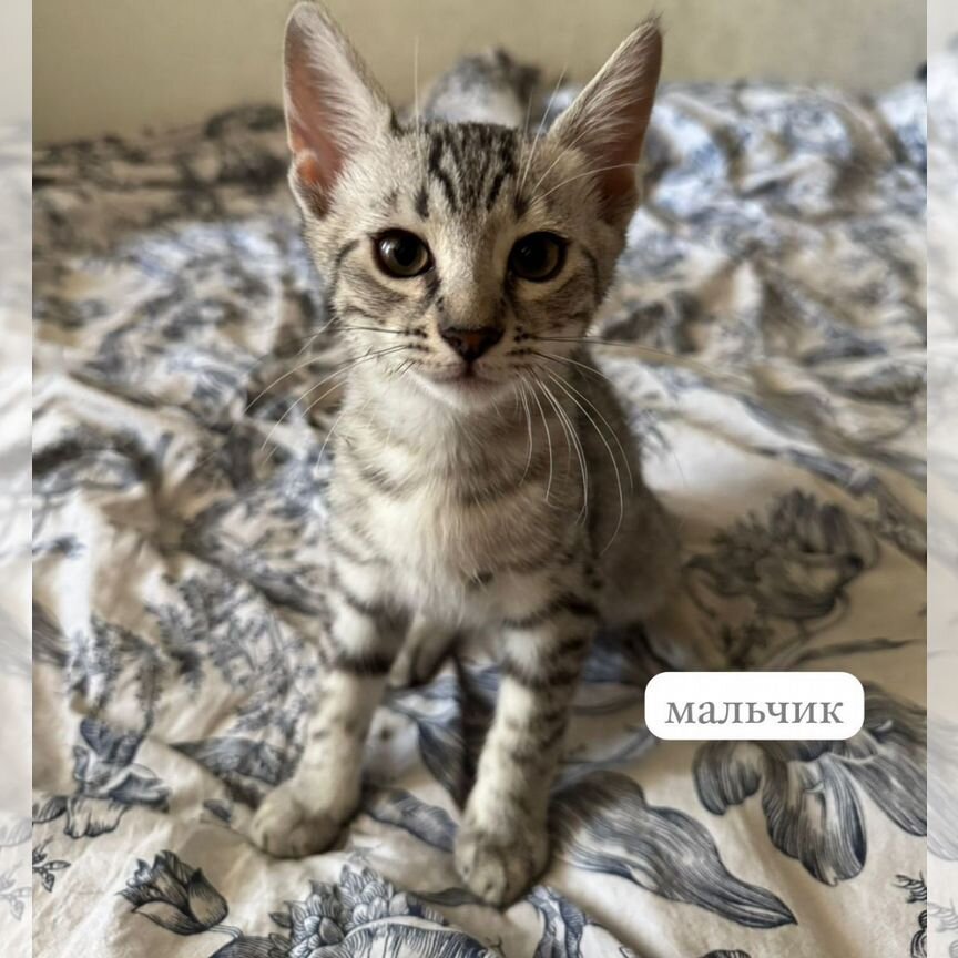 Египетская мау котёнок