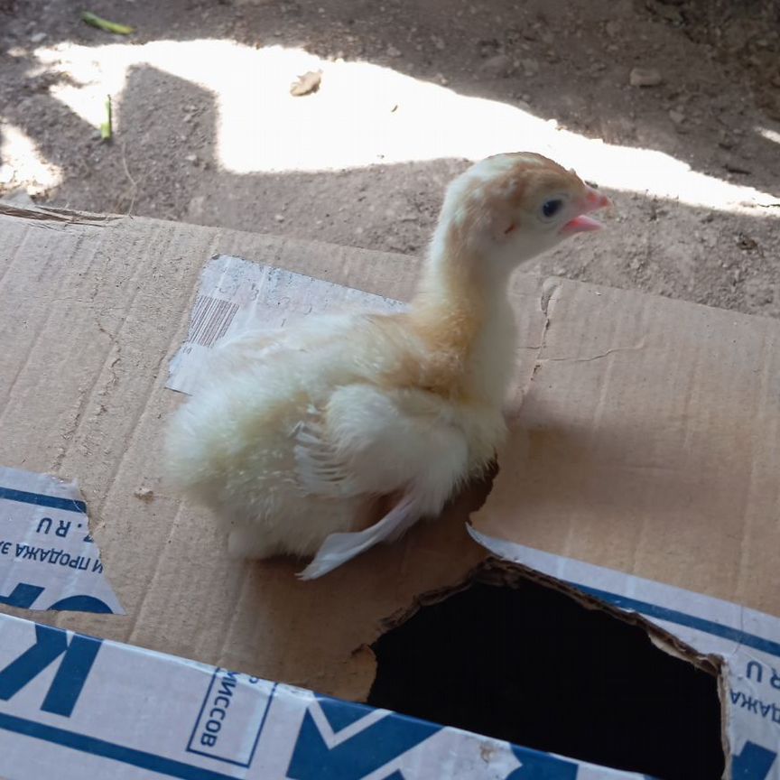 Продам индюшат порода белые широгогрудые