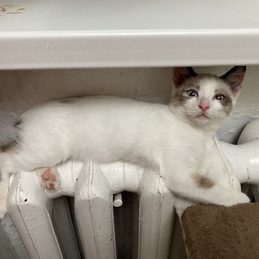 Кошечка