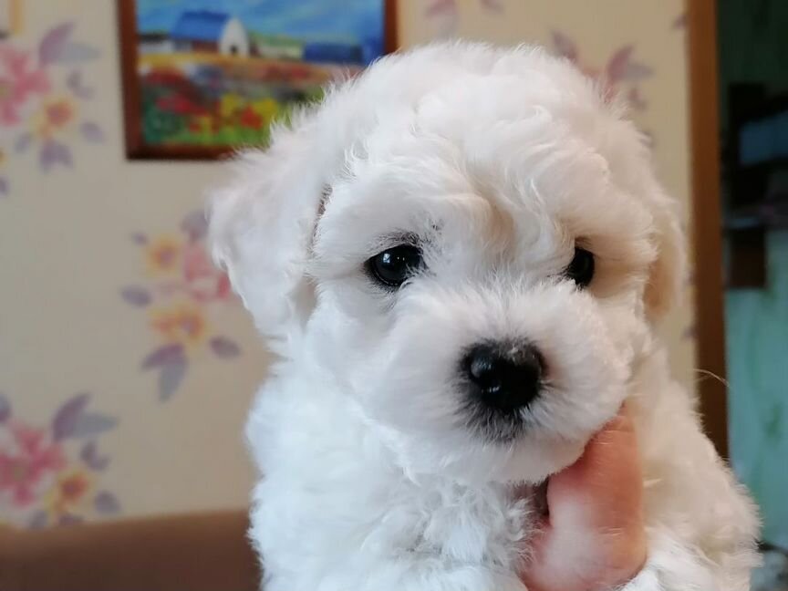 Бишон фризе