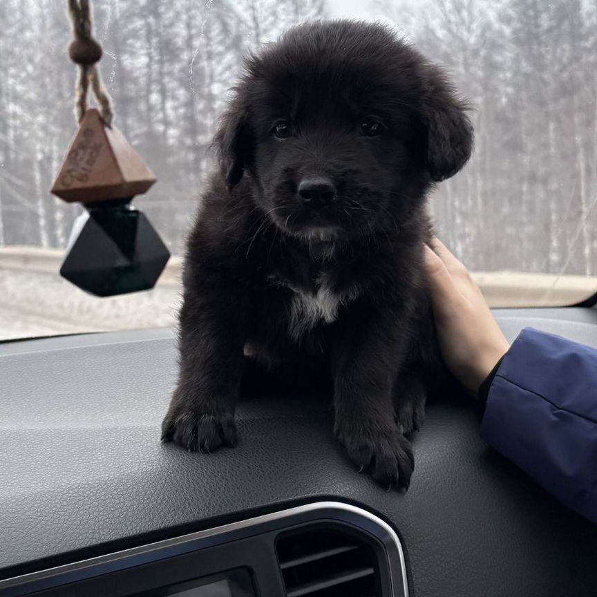 Лабрадор-ретривер, щенок