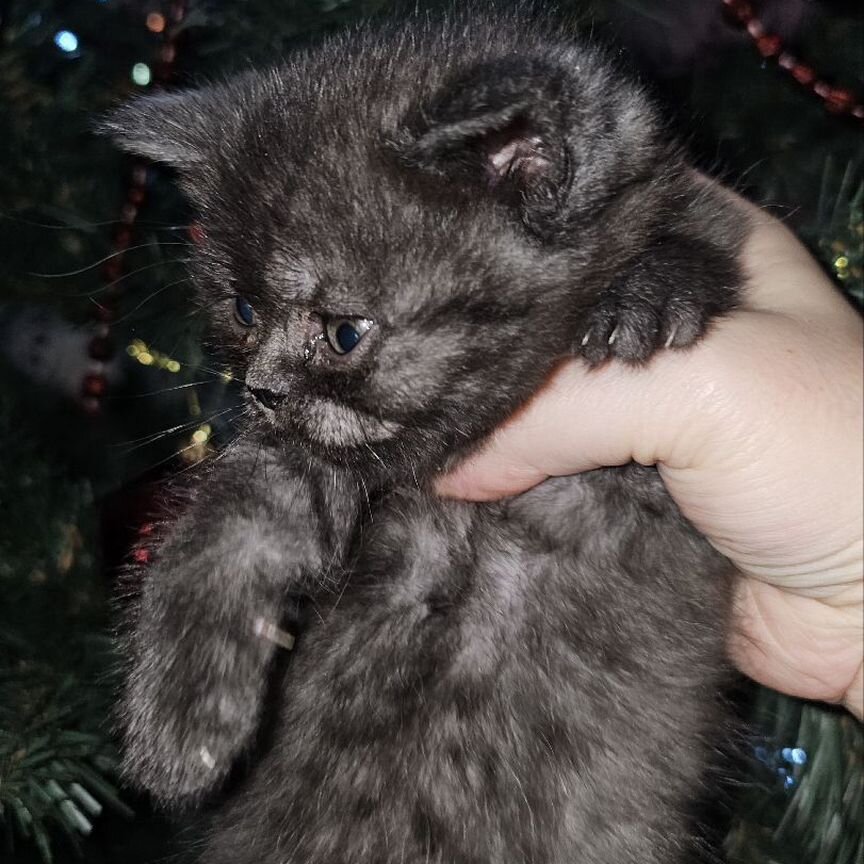 Шотландская девочка кошка