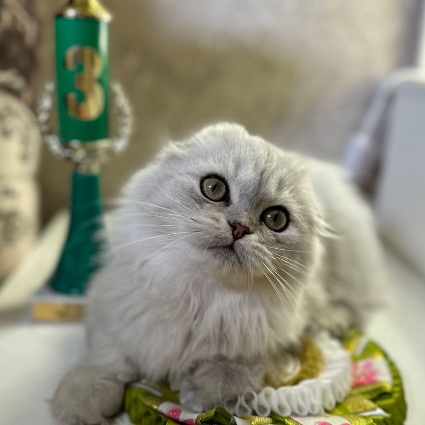 Серебристая шиншилла котенок