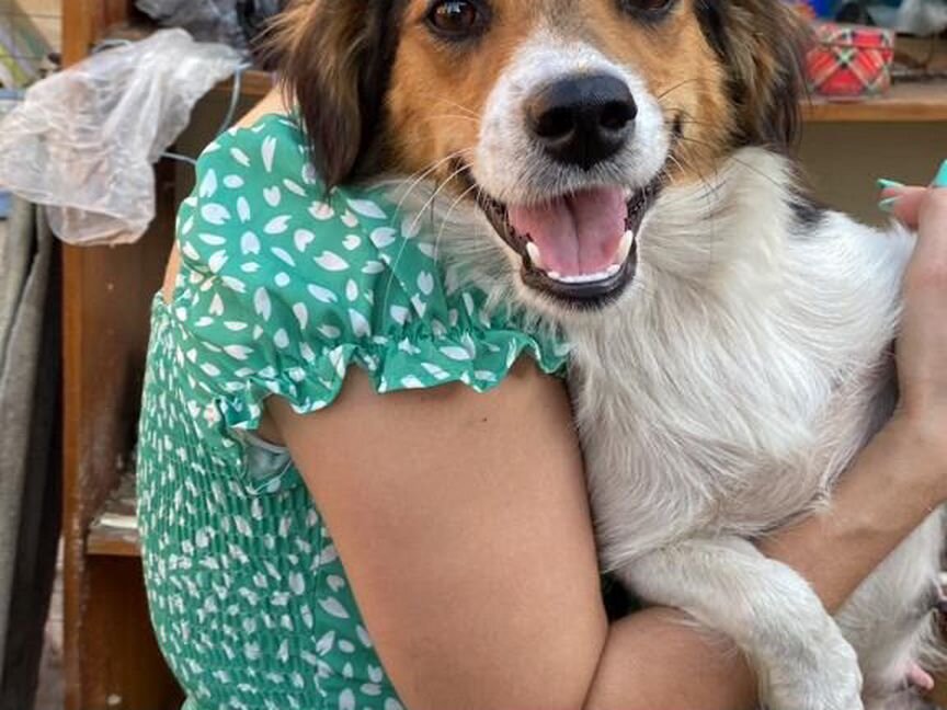 Сладкая и нежная молодая собака в добрые руки