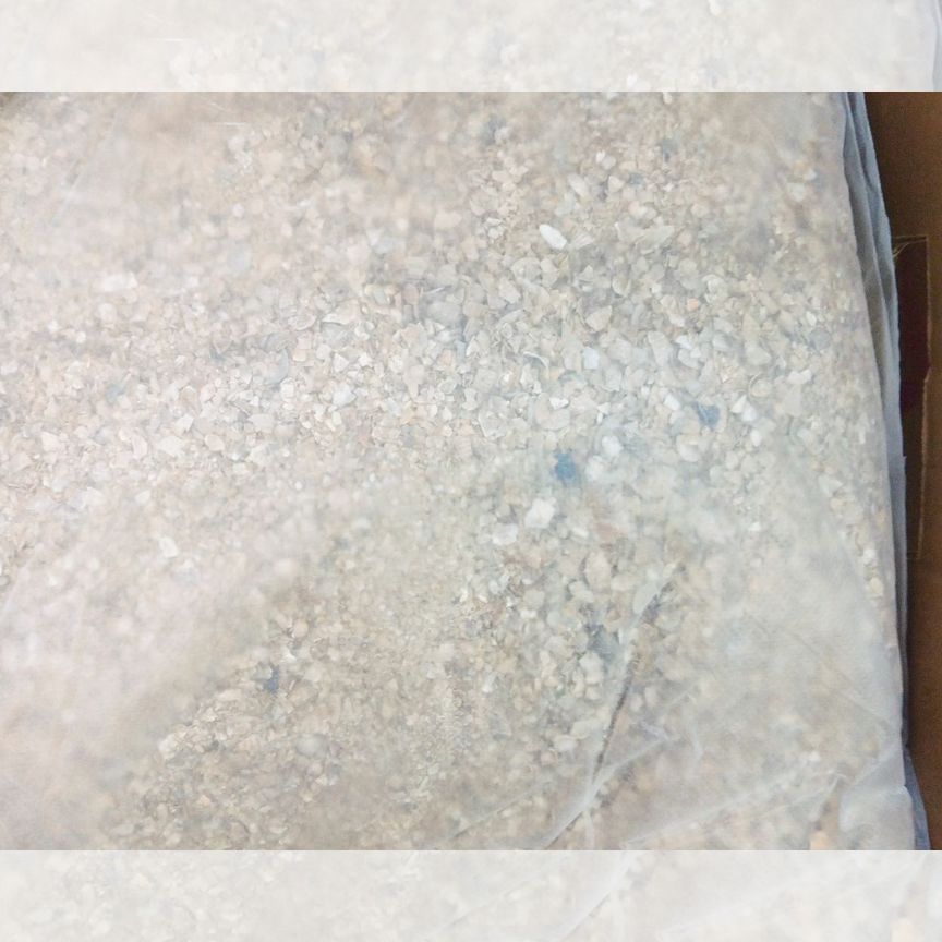 Ракушка черноморская