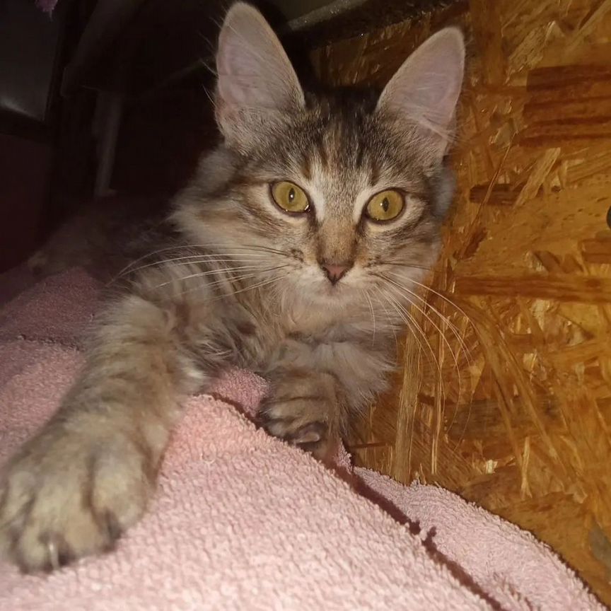 Котёнок в добрые руки