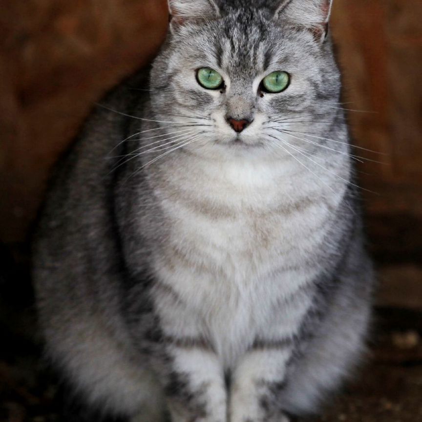 Коты невероятной красоты
