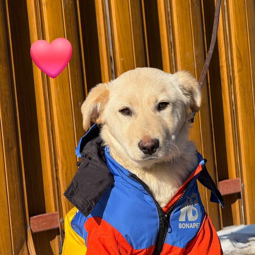 Щенок блондинчик в добрые руки