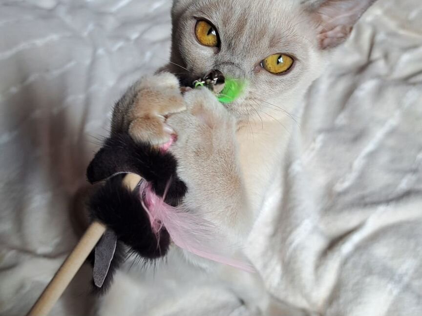 Лиловые котятки бурмы