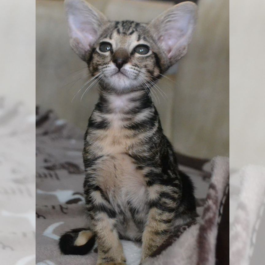 Ориентальный котёнок