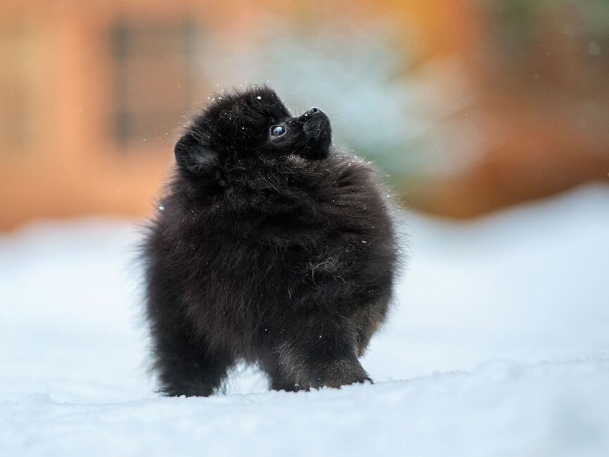 Померанский шпиц, девочка, 2,5 мес