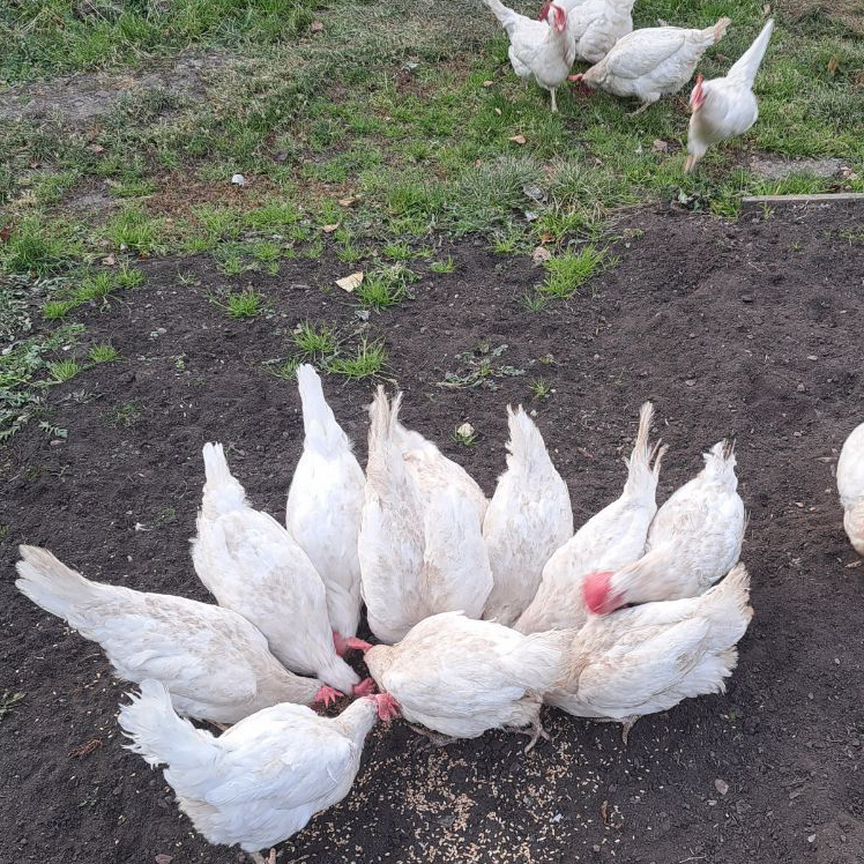 16 кур несушек и 1 петух