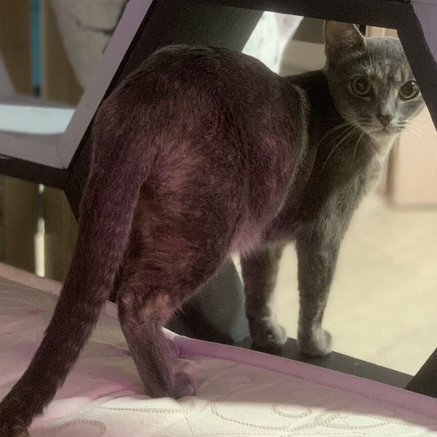 Абиссинская кошка, взрослая