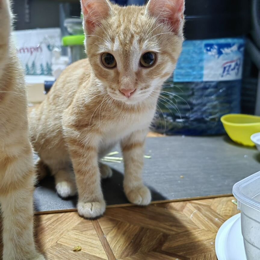 Котенок мальчик 3,5 мес