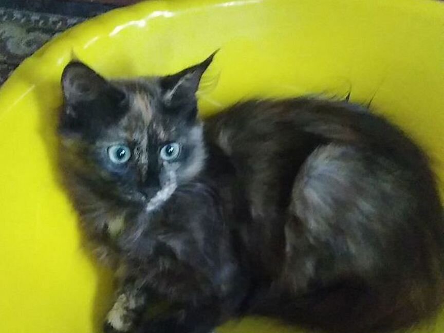 Отдам в добрые руки