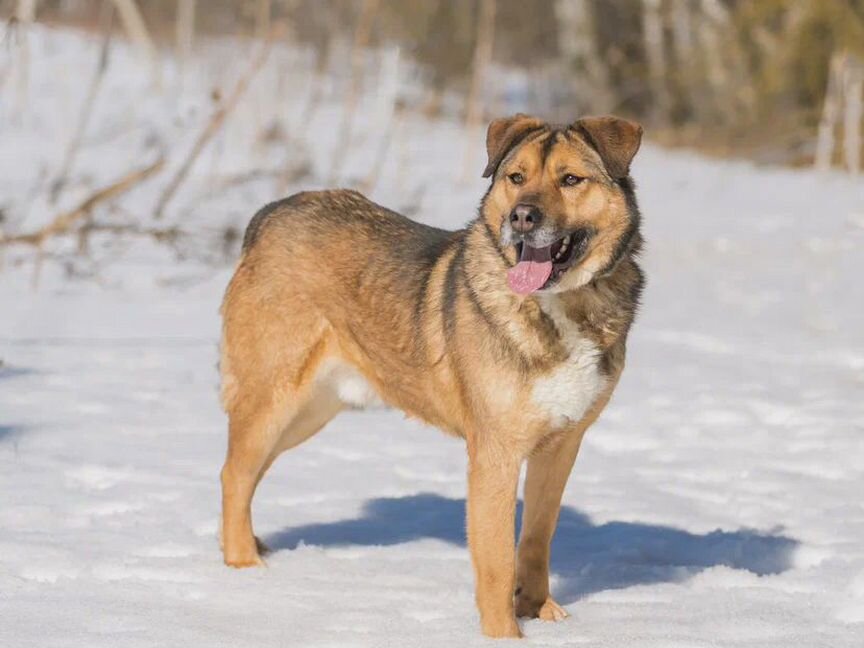 Красивый пес погибает в приюте