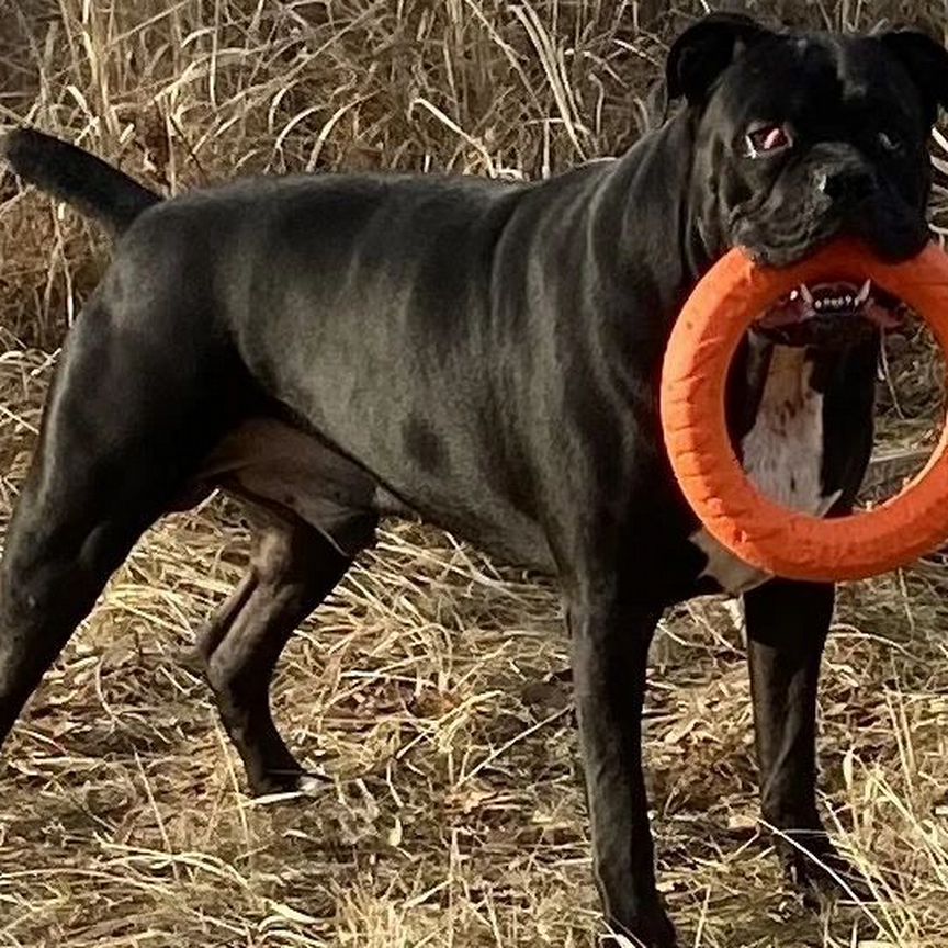 Кане-корсо, взрослый пёс