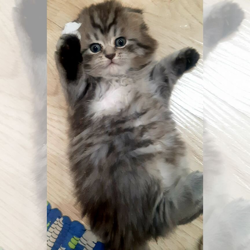 Шотландский прямоухий короткошёрстный котёнок