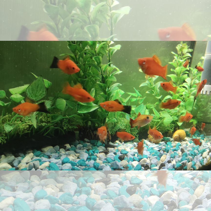 Аквариумные рыбки меченосцы