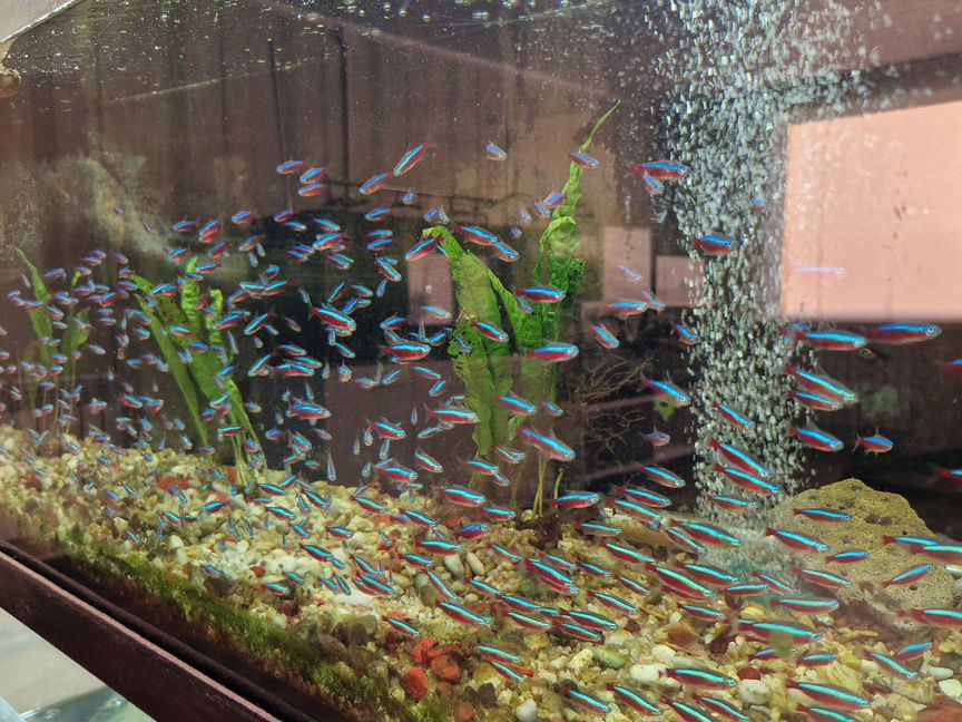 Аквариумные рыбки