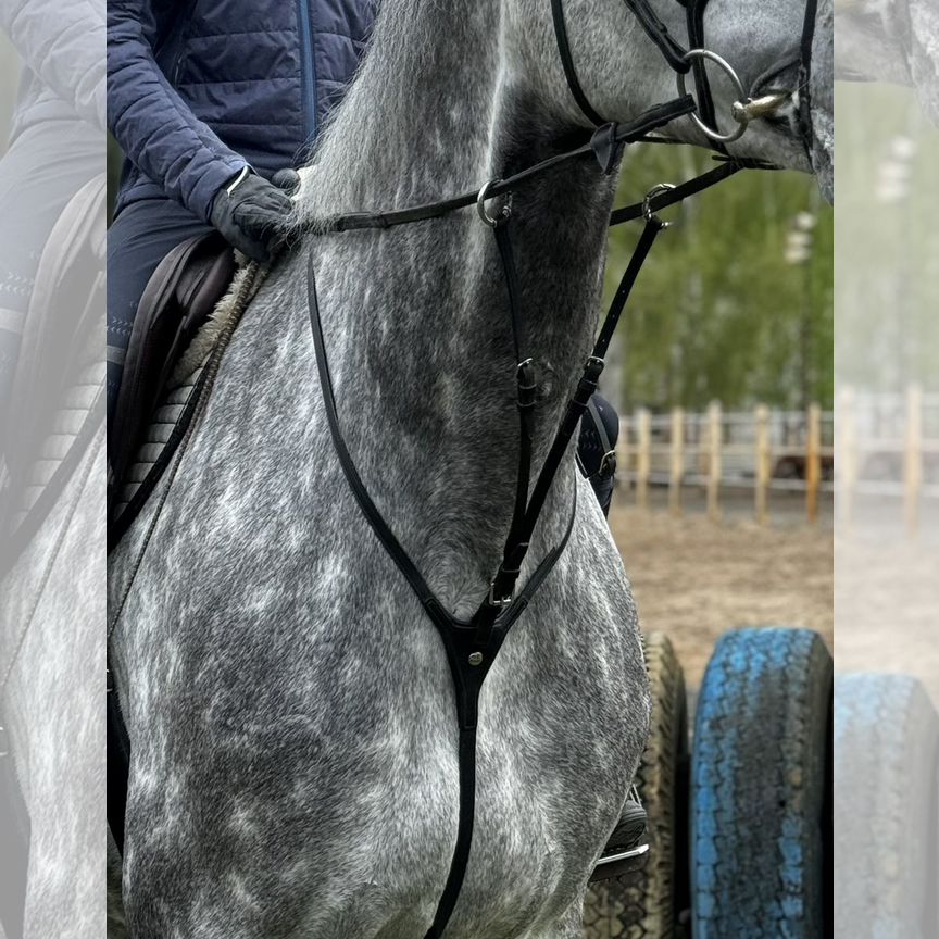 Мартингал для лошади