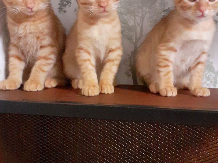 Котята курильский бобтейл