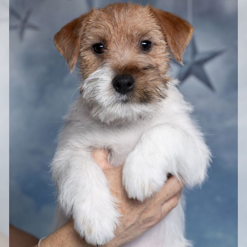 Джек-рассел-терьер, щенок