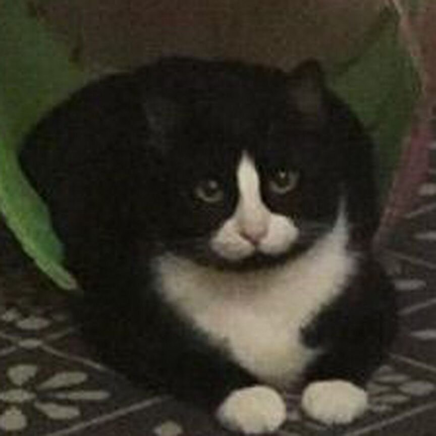 Кот